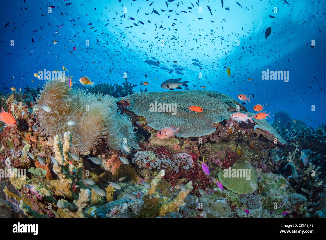 Large corals growing on healthy colorful coral reef Stock Photo - Alamy