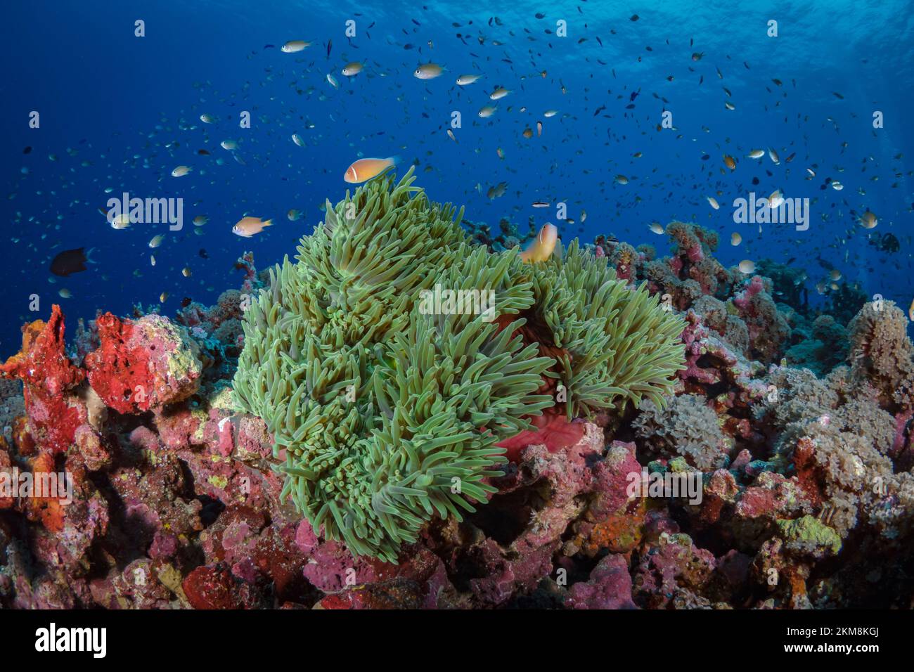 Clownfish - Anemonefish swimming above anemone on healthy colorful ...