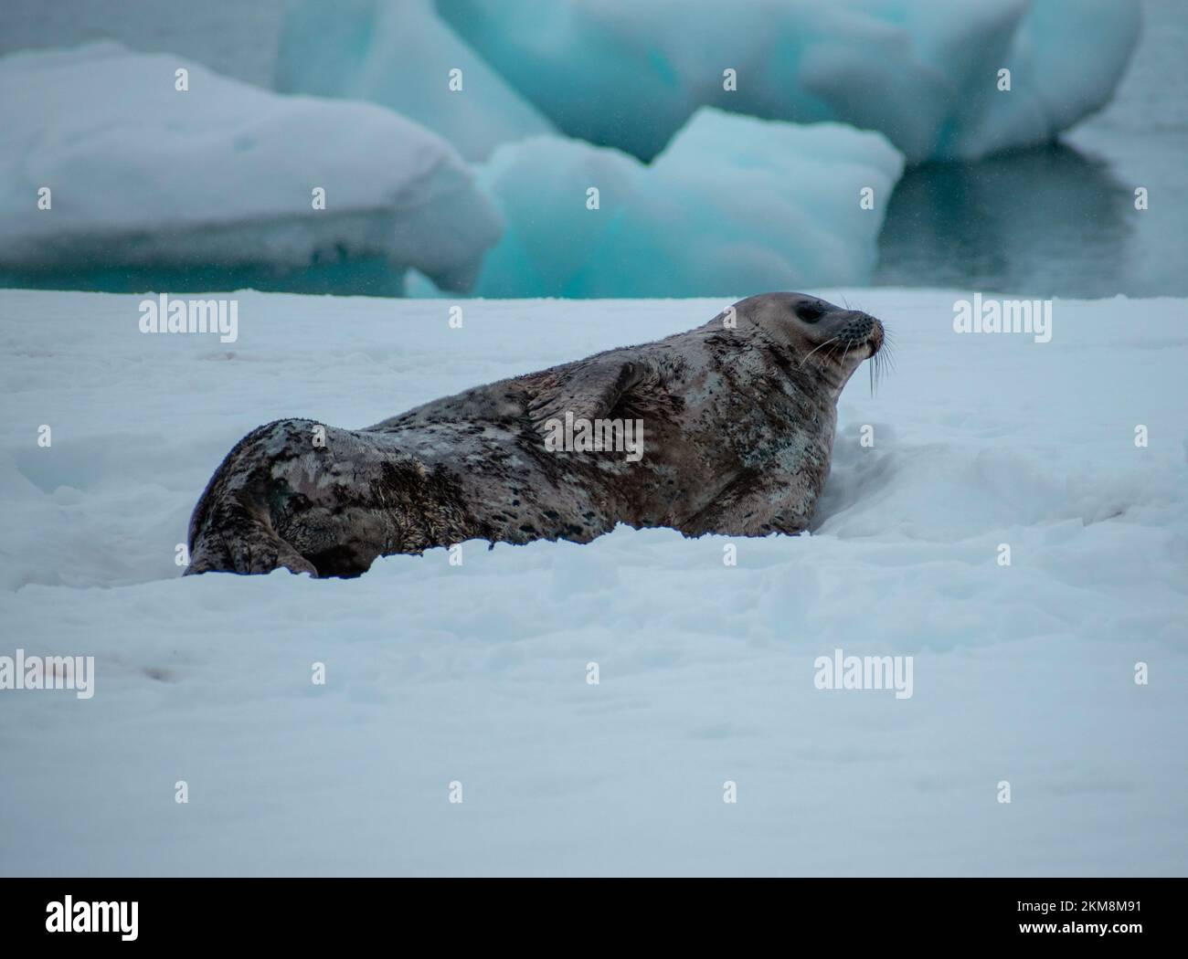 Weddell seal relaxing in the Sumer snow. This is Mikkelsen Harbour ...
