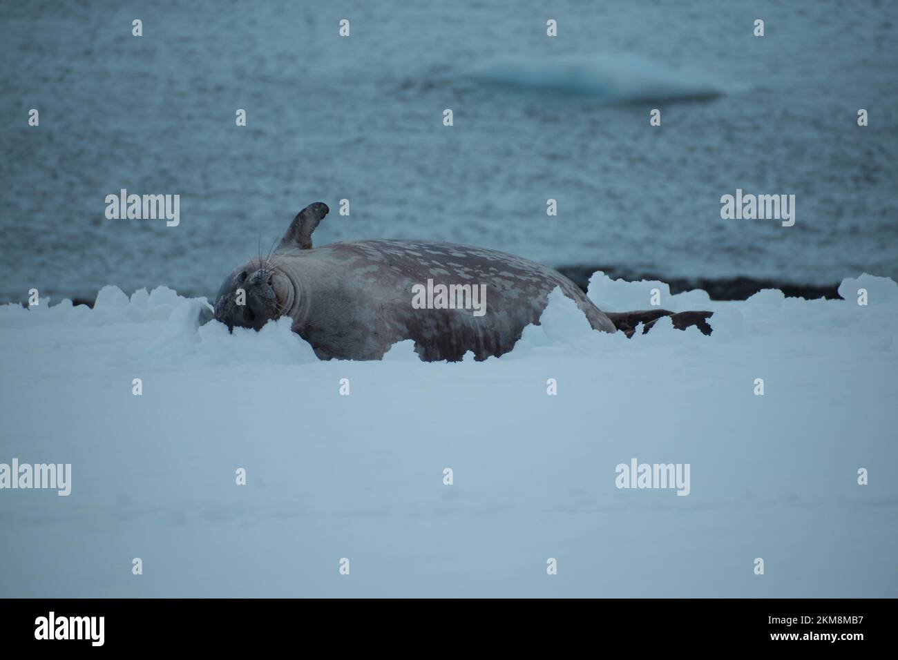 Weddell seal relaxing in the Sumer snow. This is Mikkelsen Harbour ...