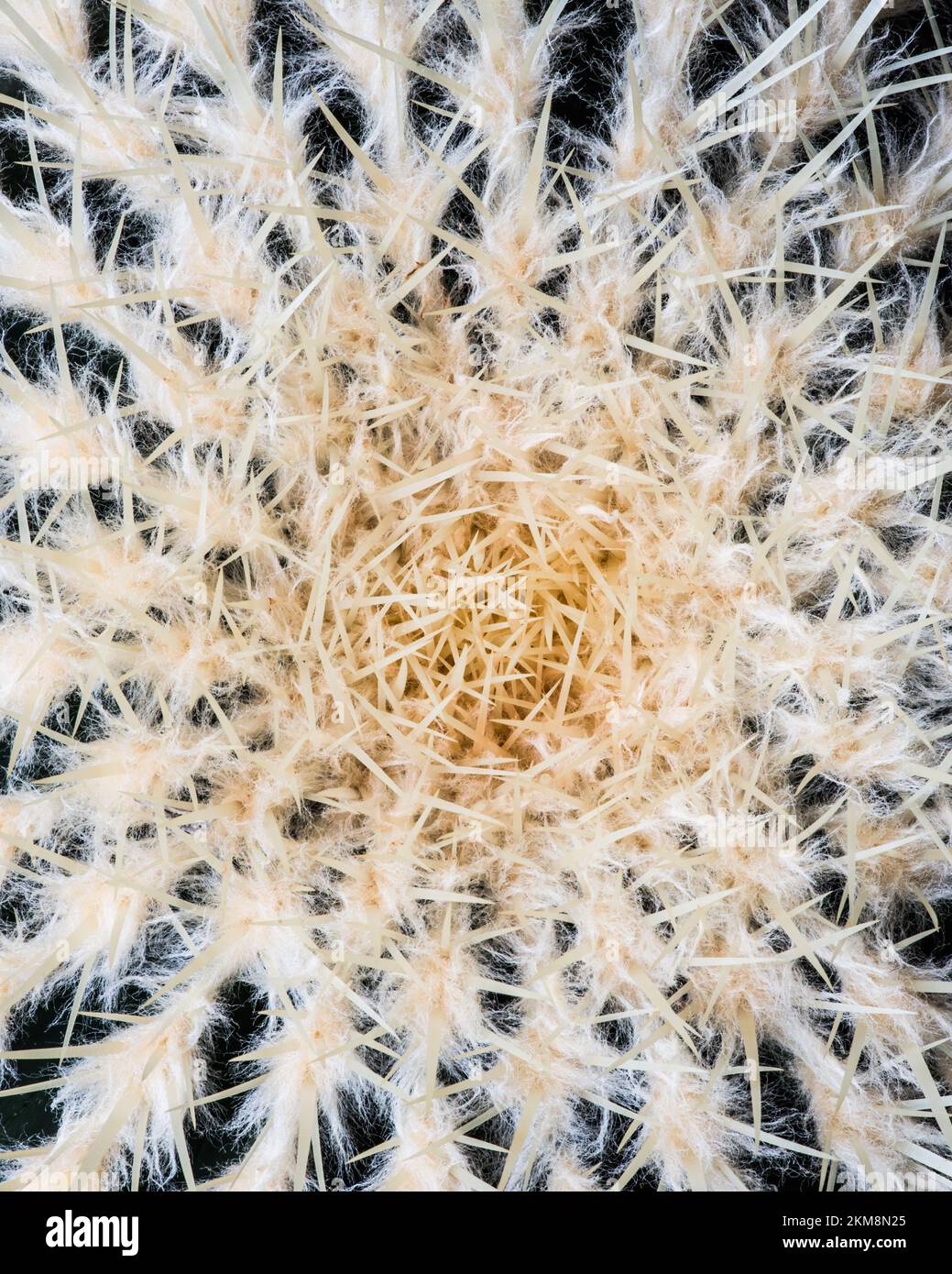 Echinocactus Grusonii cactus plant is covered in long, sharp spines ...