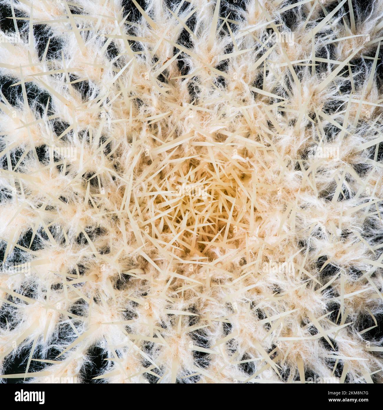 Echinocactus Grusonii cactus plant is covered in long, sharp spines ...