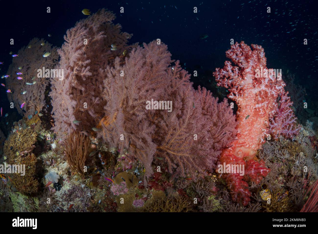 Colorful coral reef in tropical waters Stock Photo - Alamy