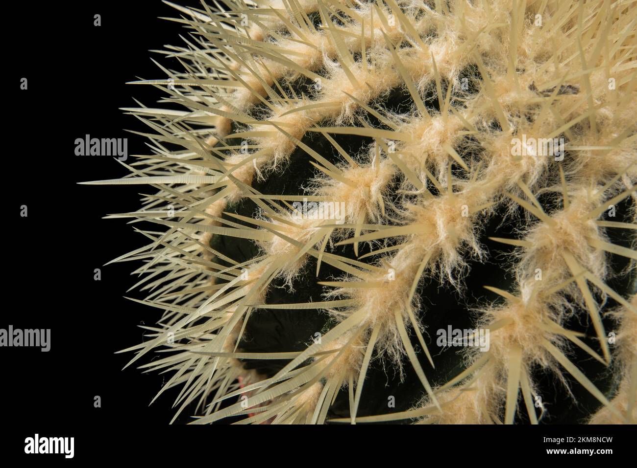 Echinocactus Grusonii cactus plant is covered in long, sharp spines ...