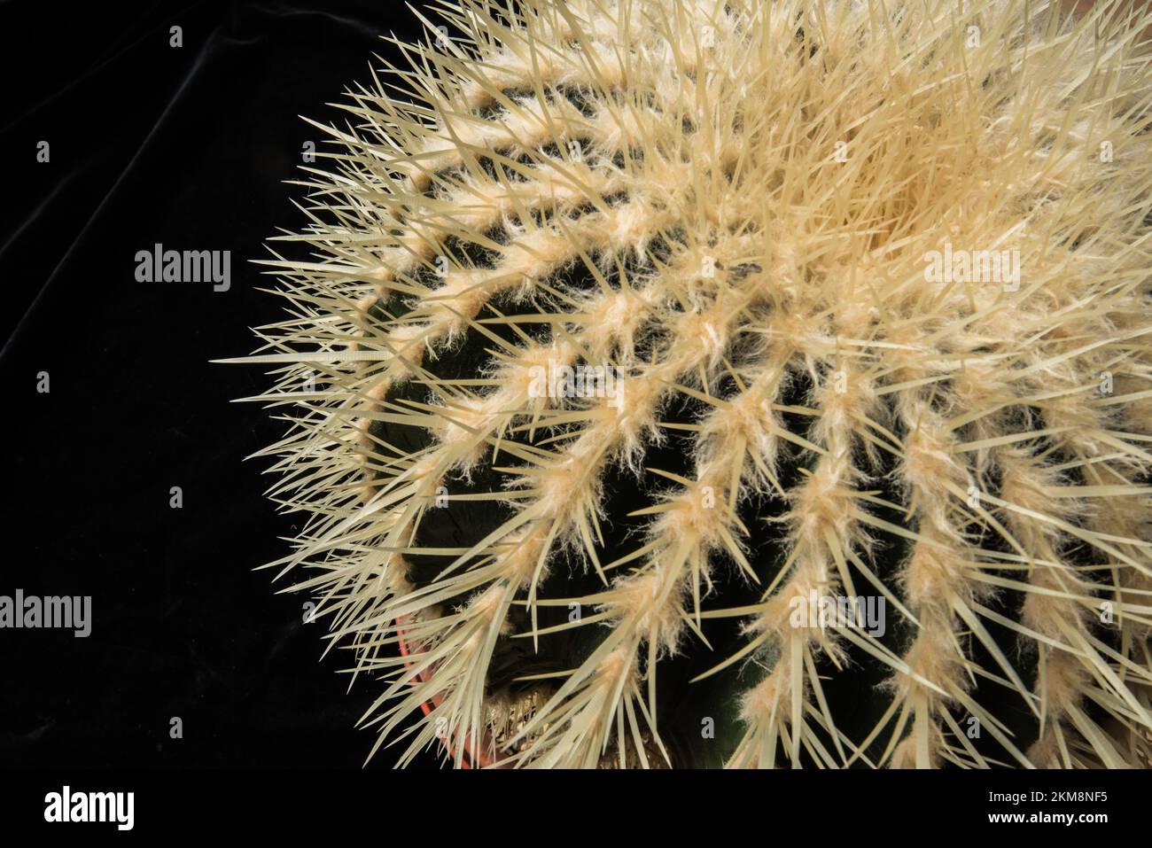 Echinocactus Grusonii cactus plant is covered in long, sharp spines ...