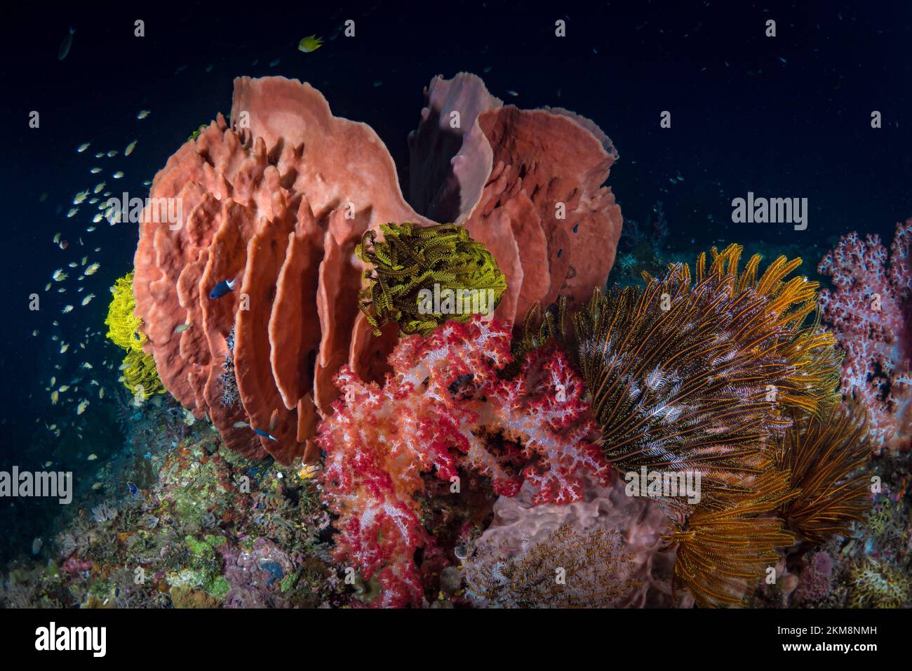 Large sea sponge growing on healthy coral reef Stock Photo - Alamy