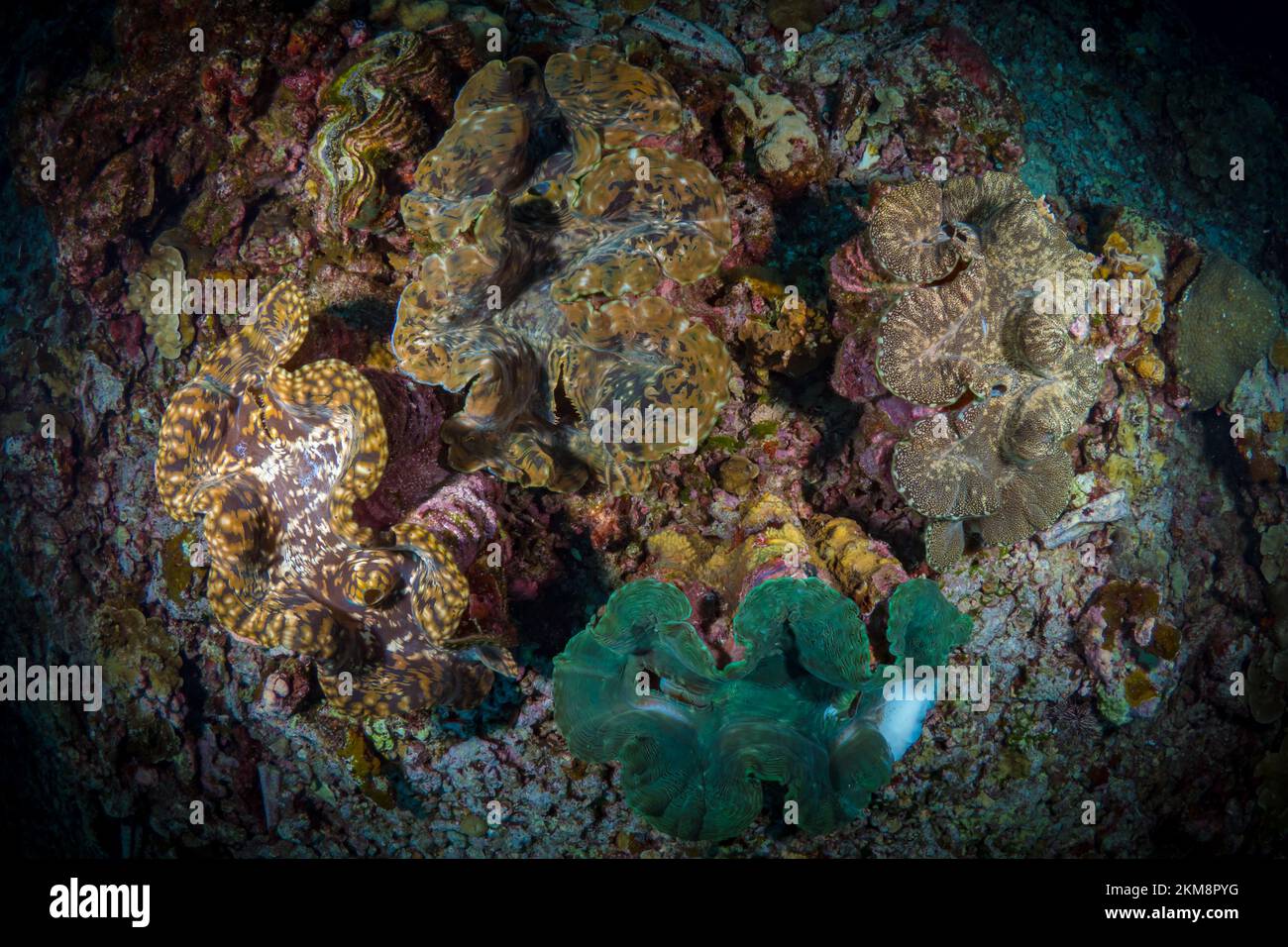 Large corals growing on healthy colorful coral reef Stock Photo - Alamy