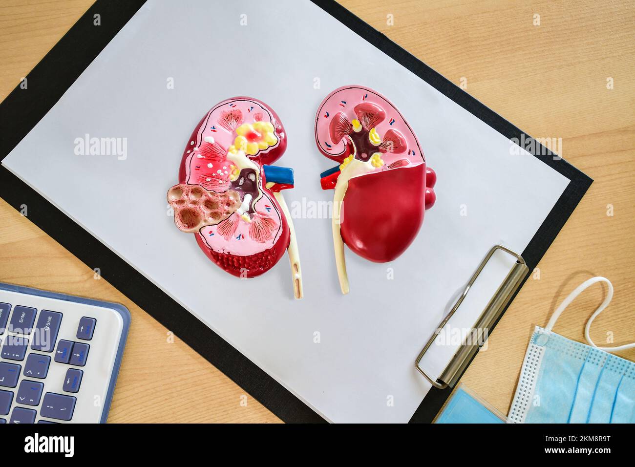 A top view of kidney anatomy for education - Organ donation concept in ...