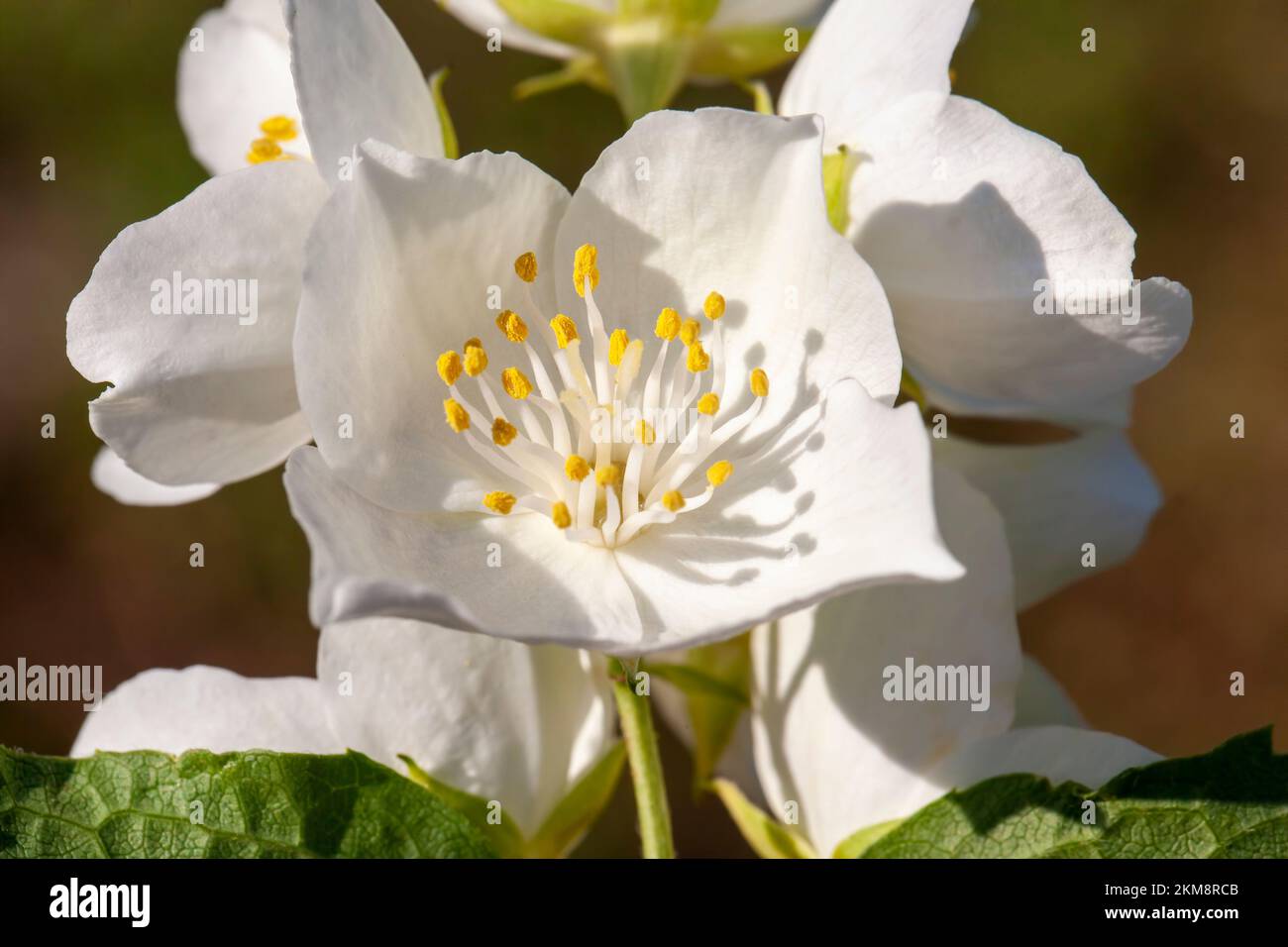 white old jasmine flowers during the end of flowering, white fragrant ...