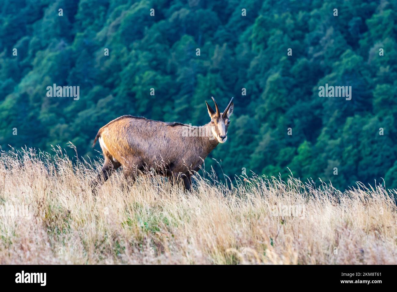 Vosges (Vogesen) Mountains: chamois at summit Hohneck in Alsace (Elsass ...
