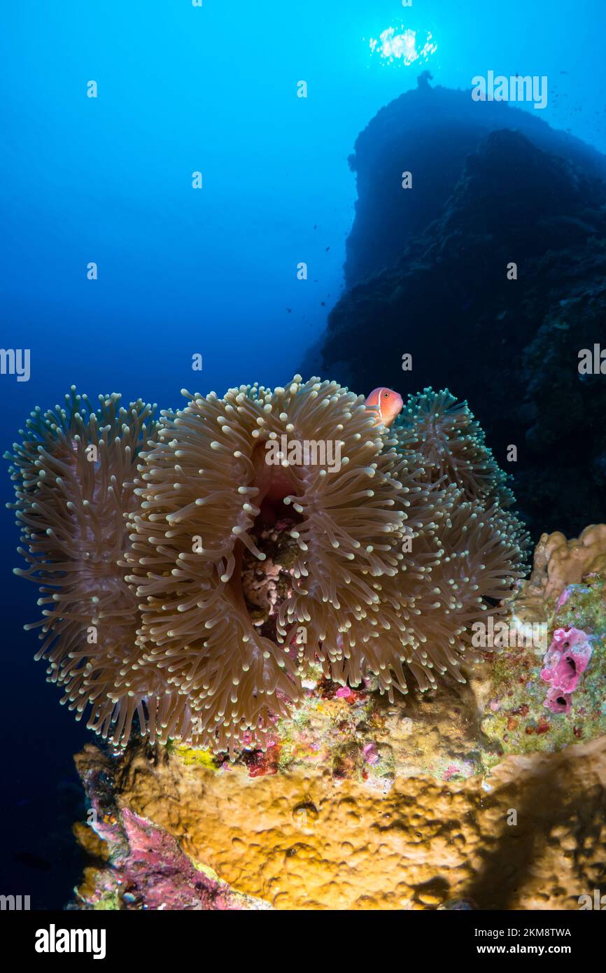 Clownfish - Anemonefish swimming above anemone on healthy colorful ...