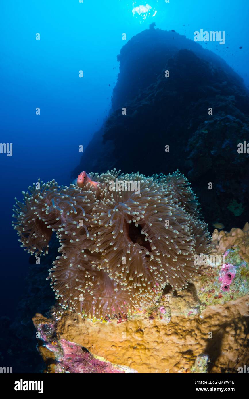 Clownfish - Anemonefish swimming above anemone on healthy colorful ...