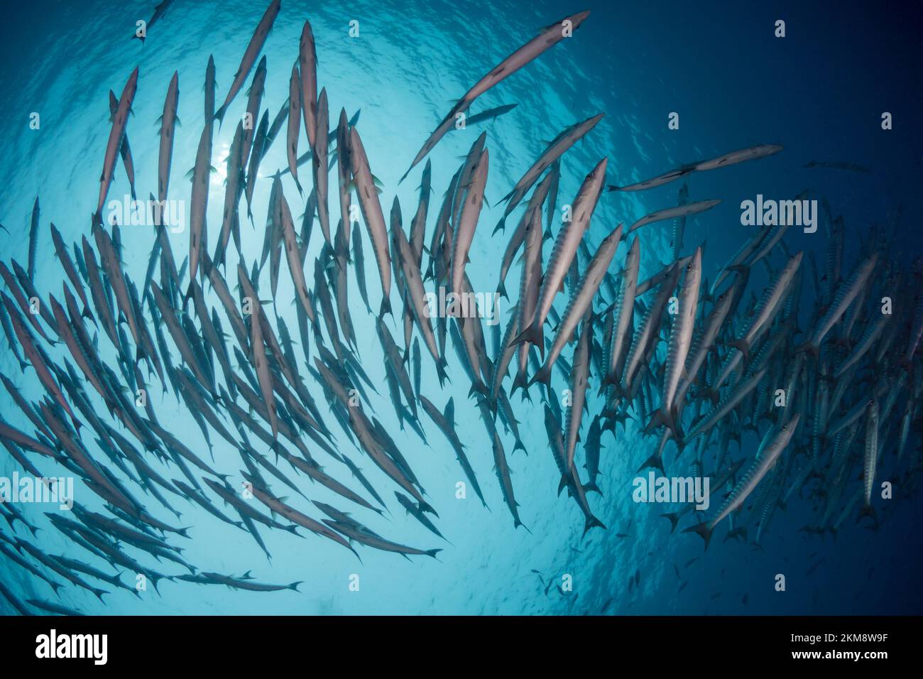 Schooling barracuda swimming above coral reef Stock Photo - Alamy