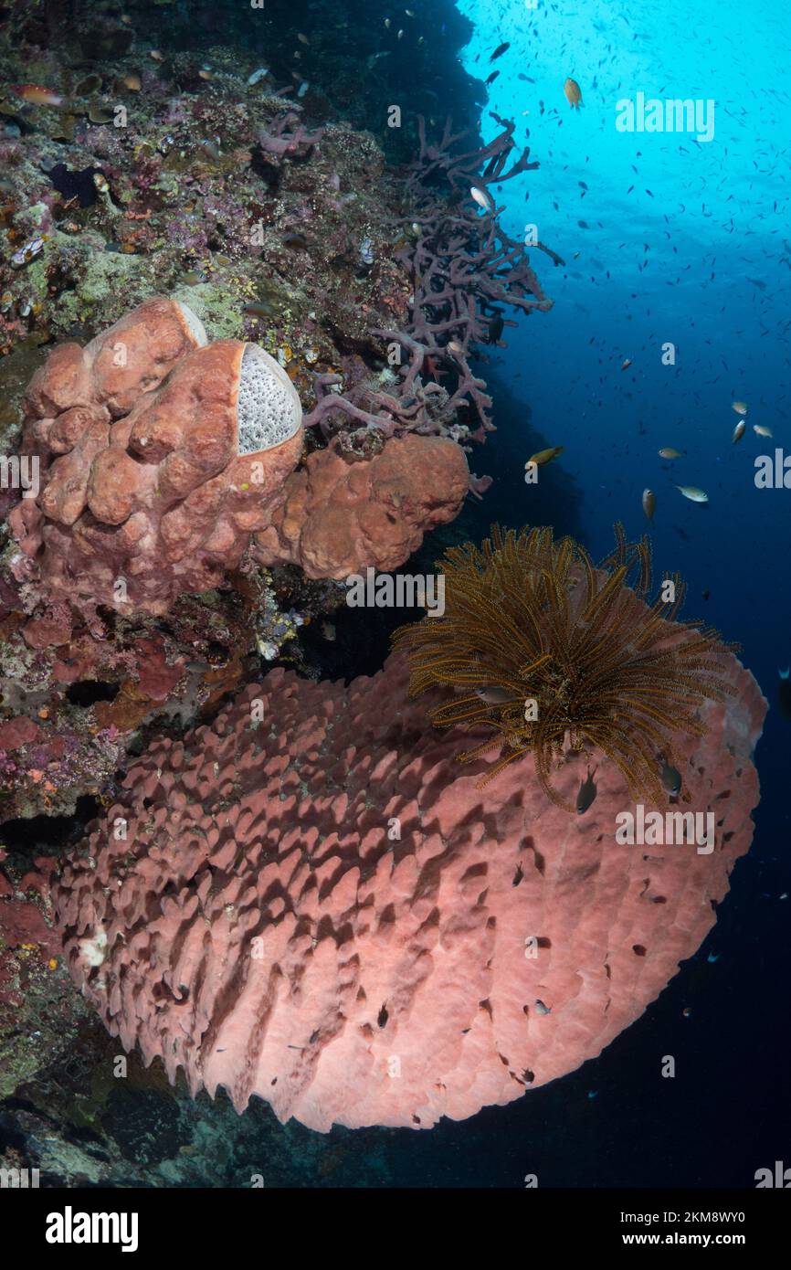 Large sea sponge growing on healthy coral reef Stock Photo - Alamy