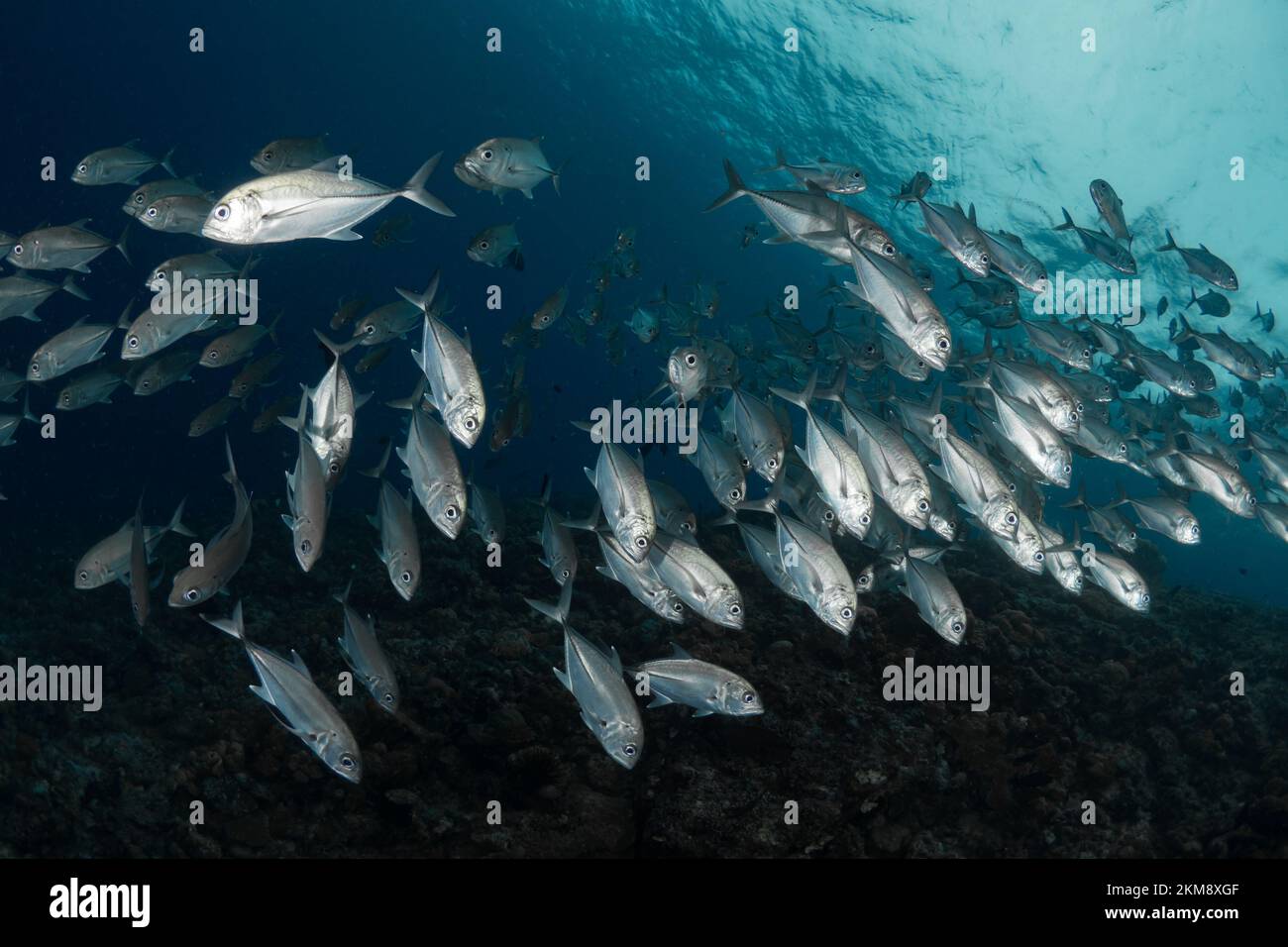 Tropical fish school above tropical coral reef Stock Photo - Alamy
