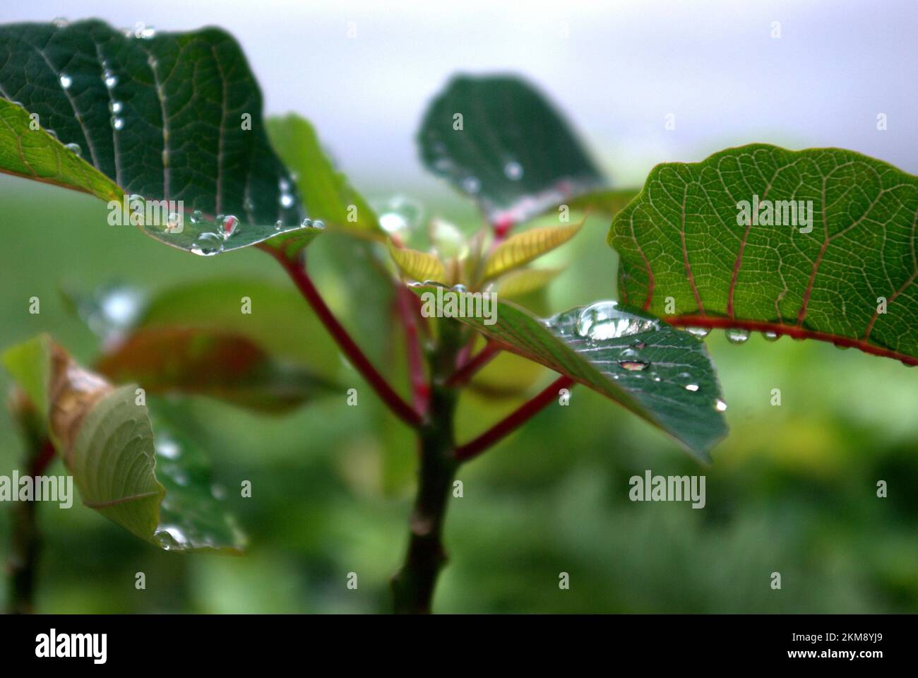 A closeup of green plant leaves with water drops on them Stock Photo ...