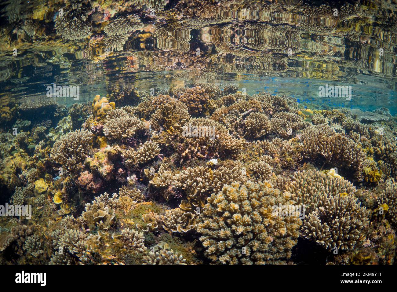 Super healthy hard coral reef in the Indo Pacific, busting with ...