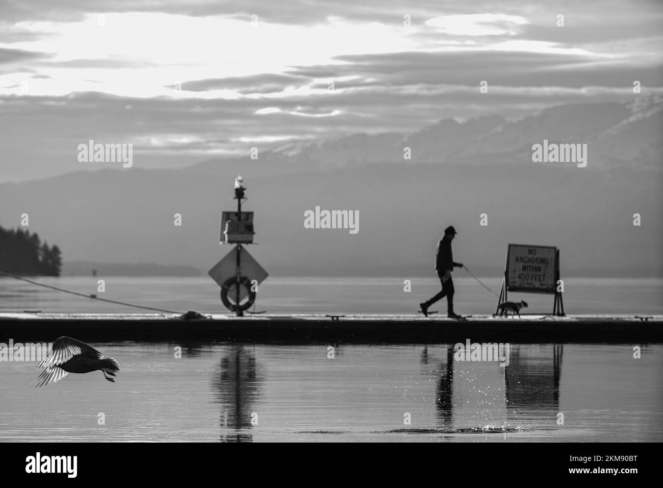 A grayscale of a person walking his dog on a bridge as a seagull takes ...