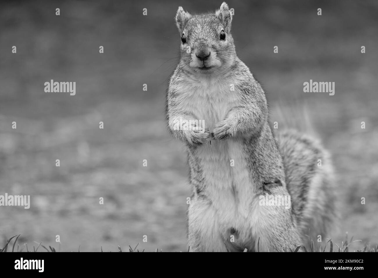 A closeup grayscale of a cute squirrel, Sciurus carolinensis standing ...