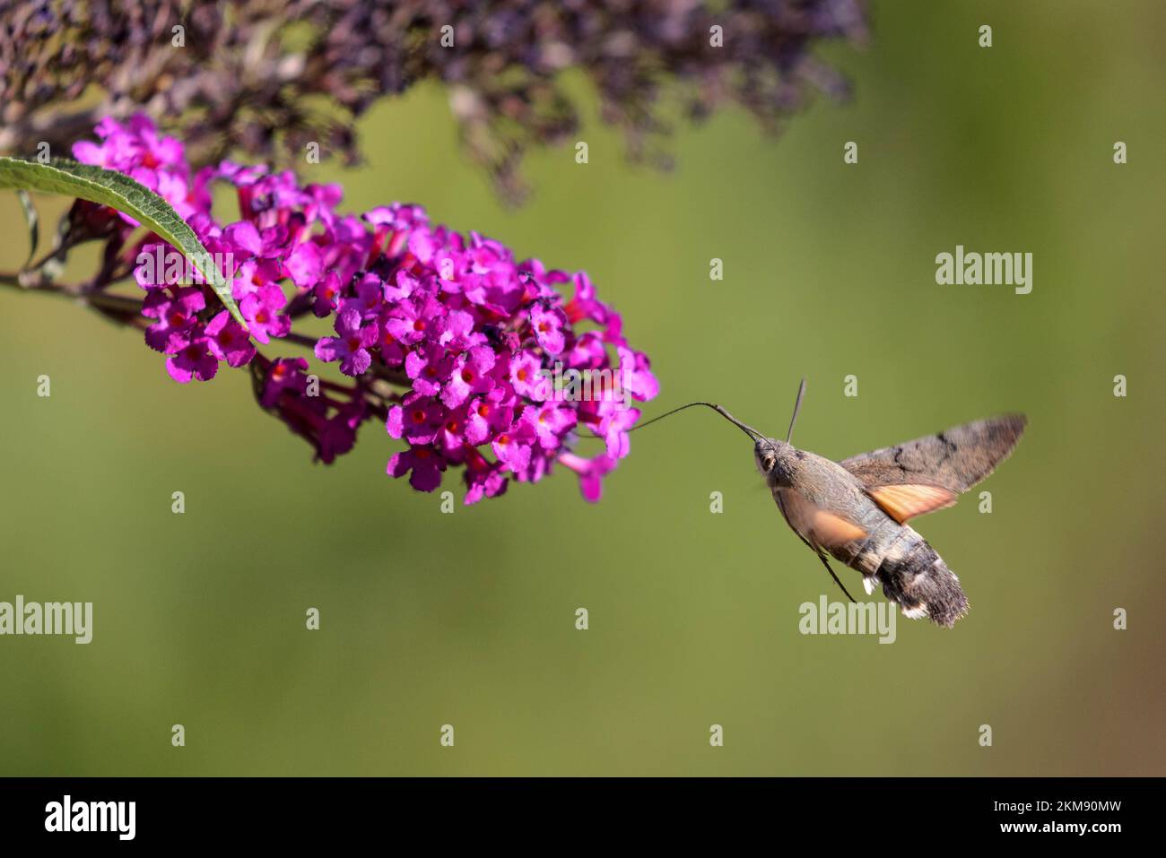 Hummingbird hawk-moth (Macroglossum stellatarum), a hummingbird-like ...