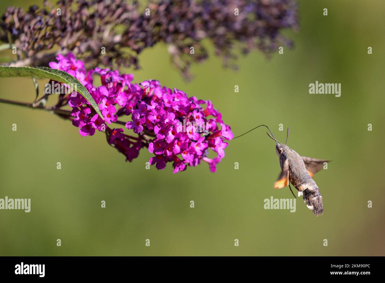 Hummingbird hawk-moth (Macroglossum stellatarum), a hummingbird-like ...