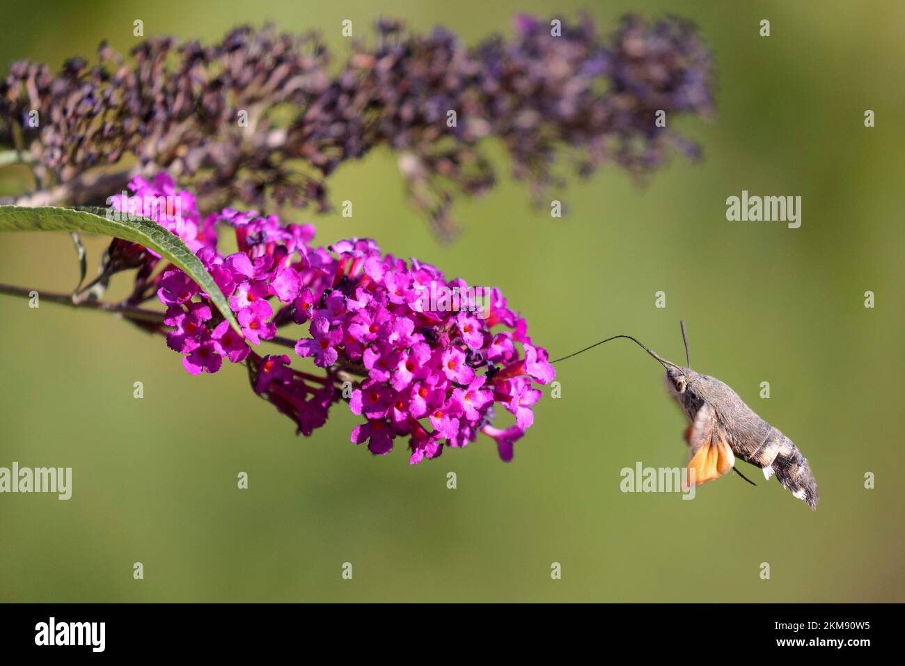 Hummingbird hawk-moth (Macroglossum stellatarum), a hummingbird-like ...