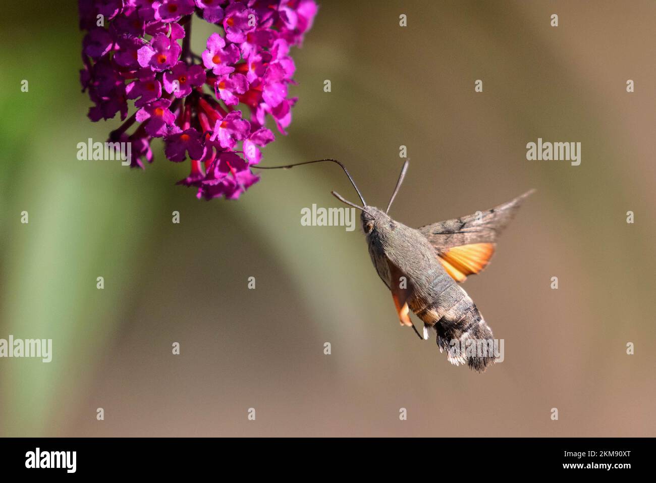 Hummingbird hawk-moth (Macroglossum stellatarum), a hummingbird-like ...