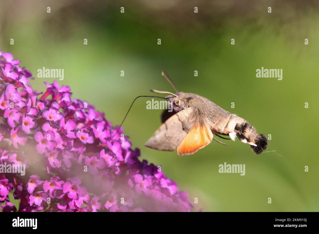 Hummingbird hawk-moth (Macroglossum stellatarum), a hummingbird-like ...