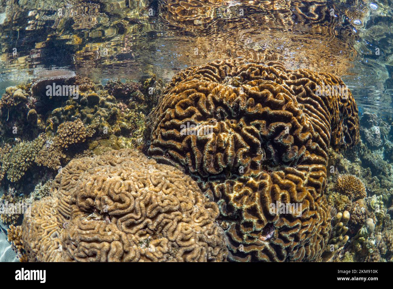 Super healthy hard coral reef in the Indo Pacific, busting with ...