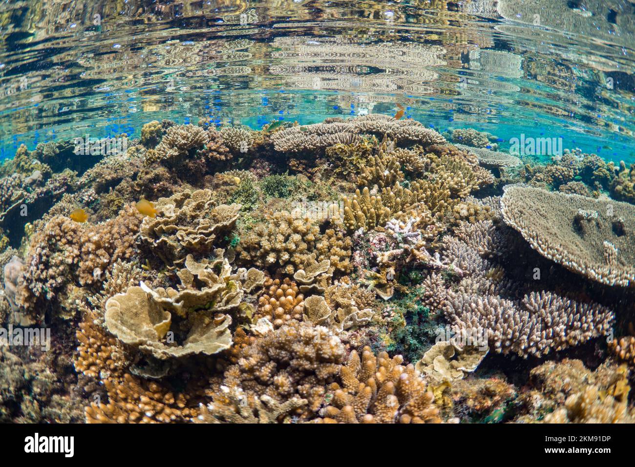 Super healthy hard coral reef in the Indo Pacific, busting with ...