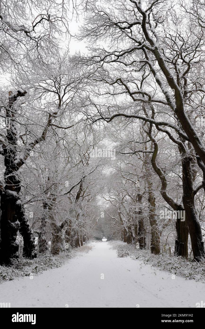 Winter Tree Tunnel Stock Photo - Alamy