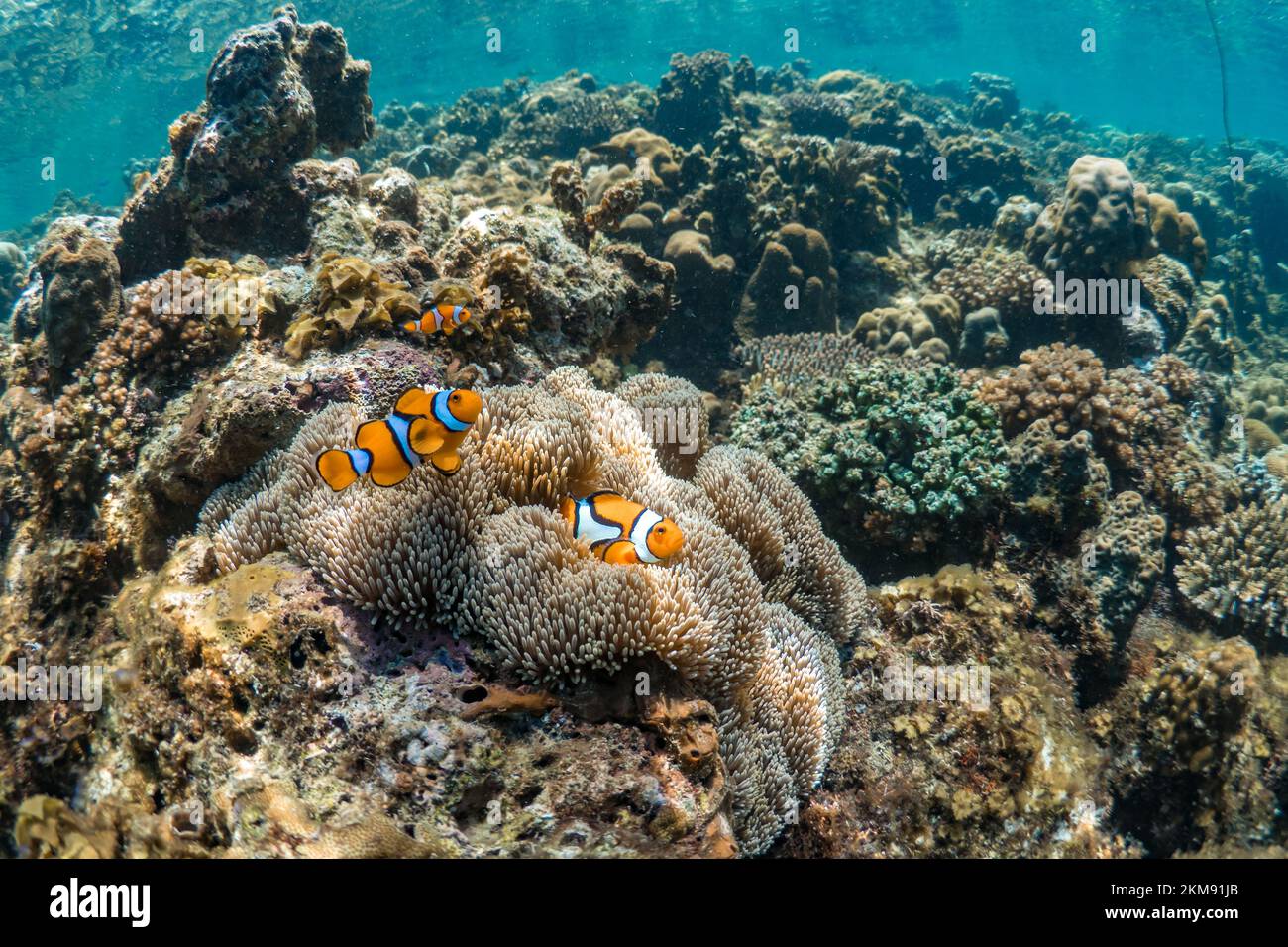 Clownfish - Anemonefish swimming above anemone on healthy colorful ...
