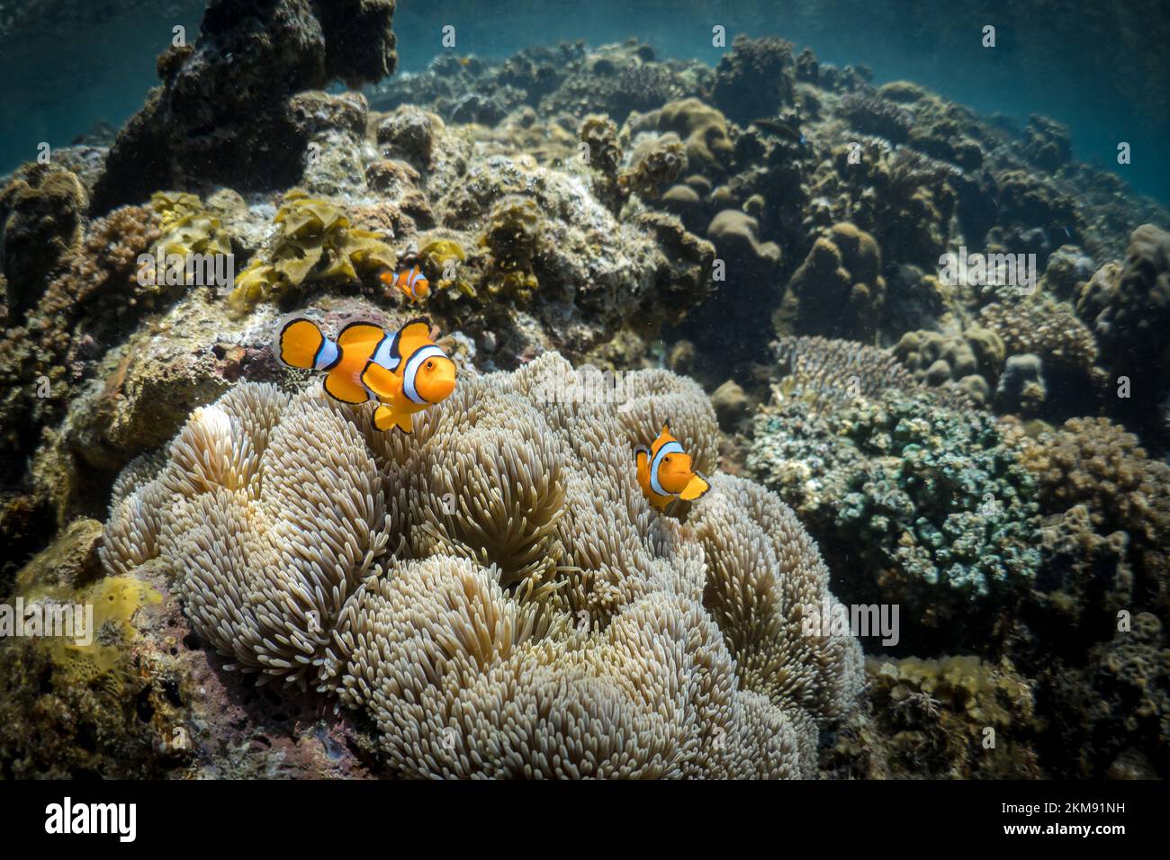 Clownfish - Anemonefish swimming above anemone on healthy colorful ...