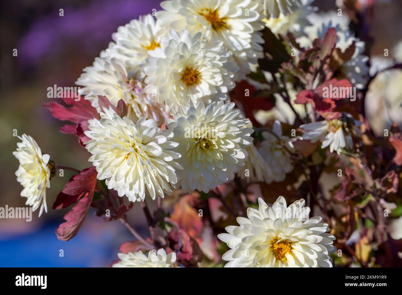 old autumn flowers with damage and other disadvantages, the last ...