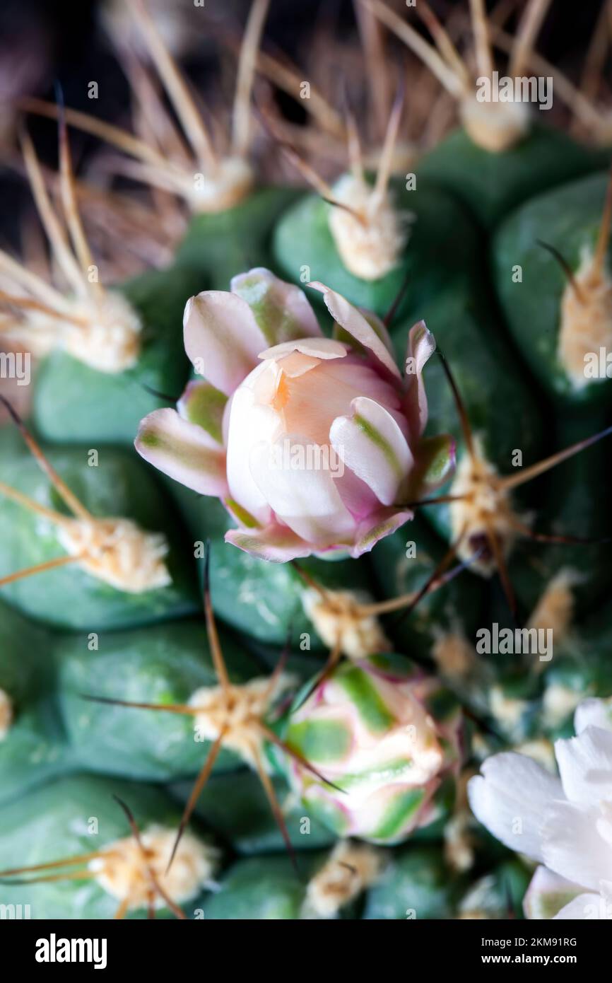 green cactus with large sharp needles during flowering, green cactus ...