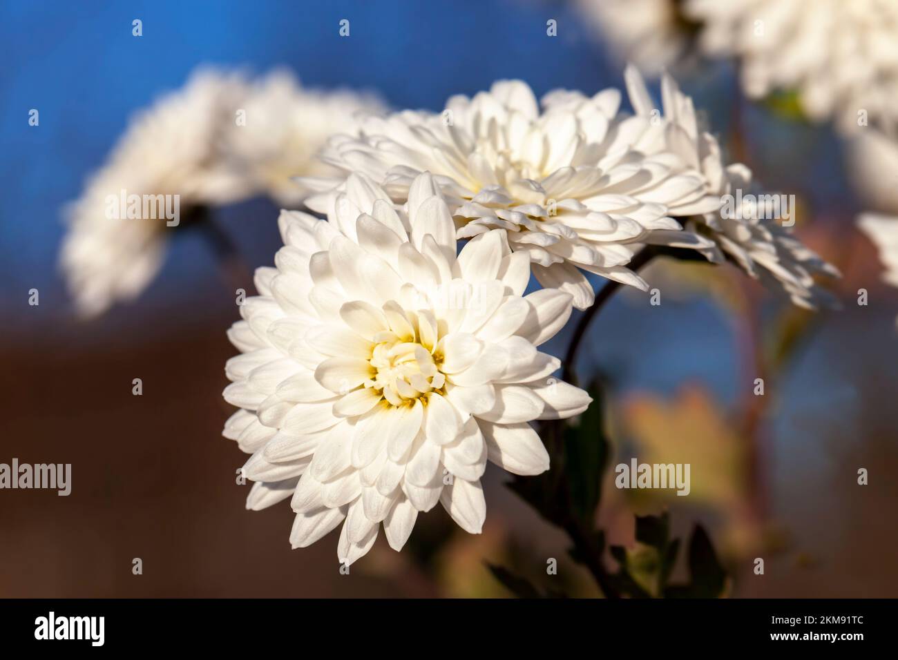old autumn flowers with damage and other disadvantages, the last ...