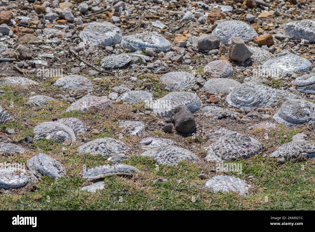 Abalone shells at Stony Point in Bettys Bay Stock Photo - Alamy