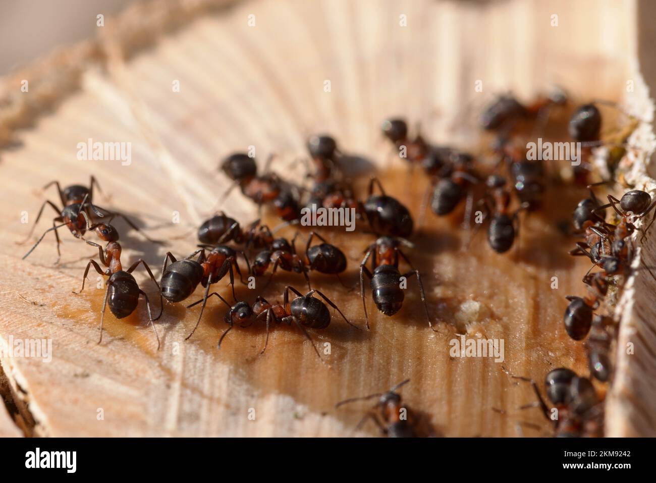 Horse ants feeding on sap on a felled tree Stock Photo - Alamy