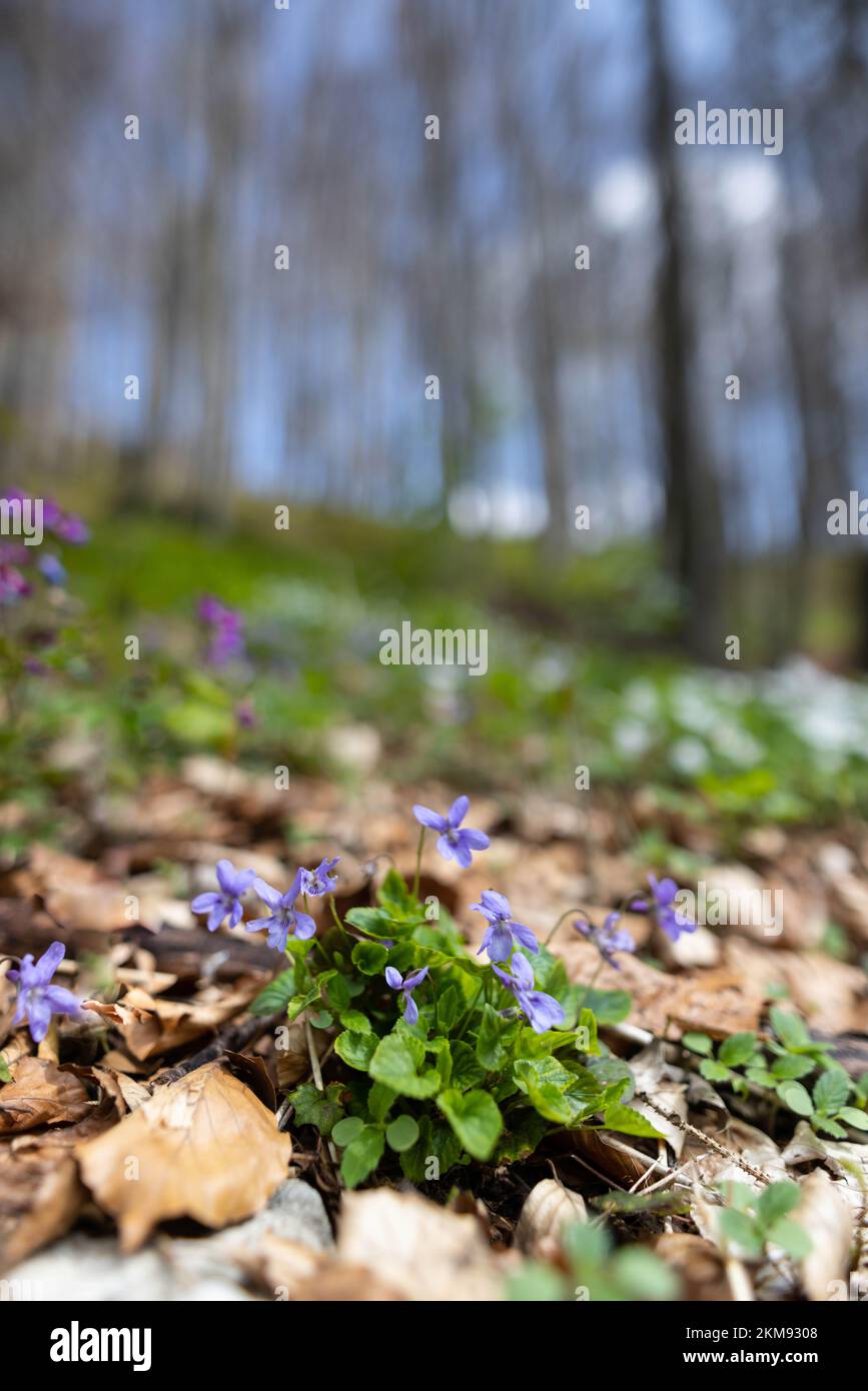 Spring landscape in Germany with violets, beech trees and wood anemones ...