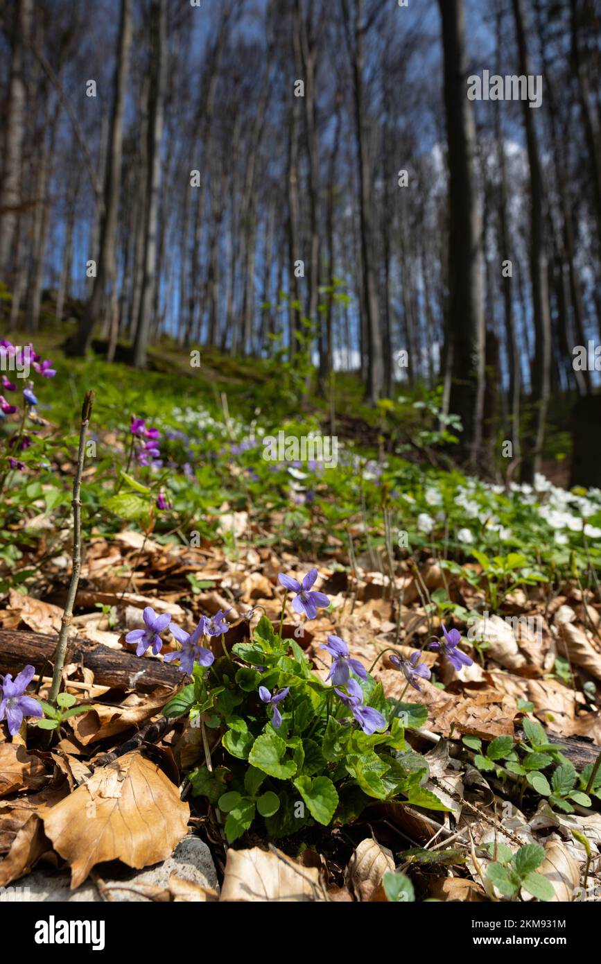 Spring landscape in Germany with violets, beech trees and wood anemones ...