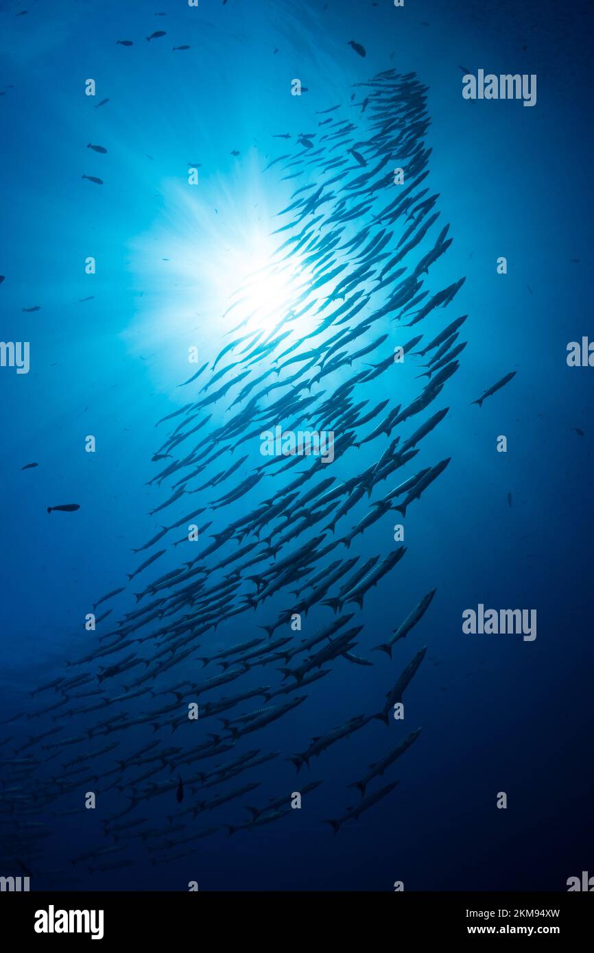Barracudas swimming hi-res stock photography and images - Alamy