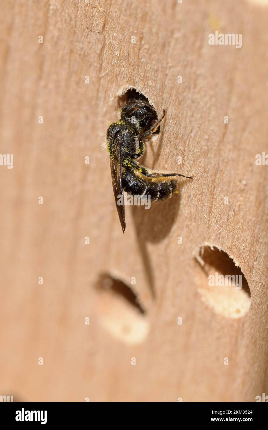Native bee log hi-res stock photography and images - Alamy