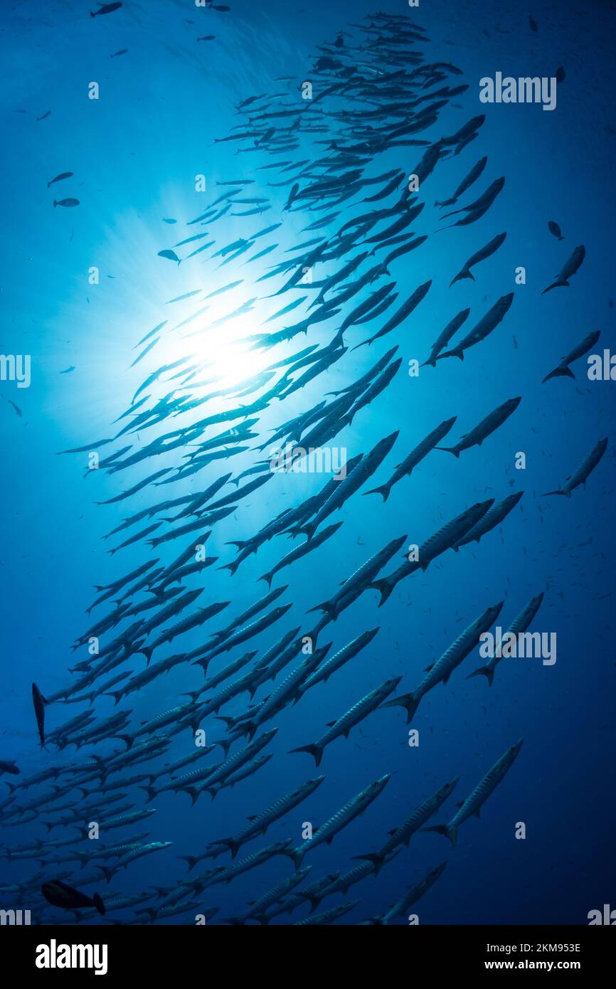 Barracuda species hi-res stock photography and images - Alamy