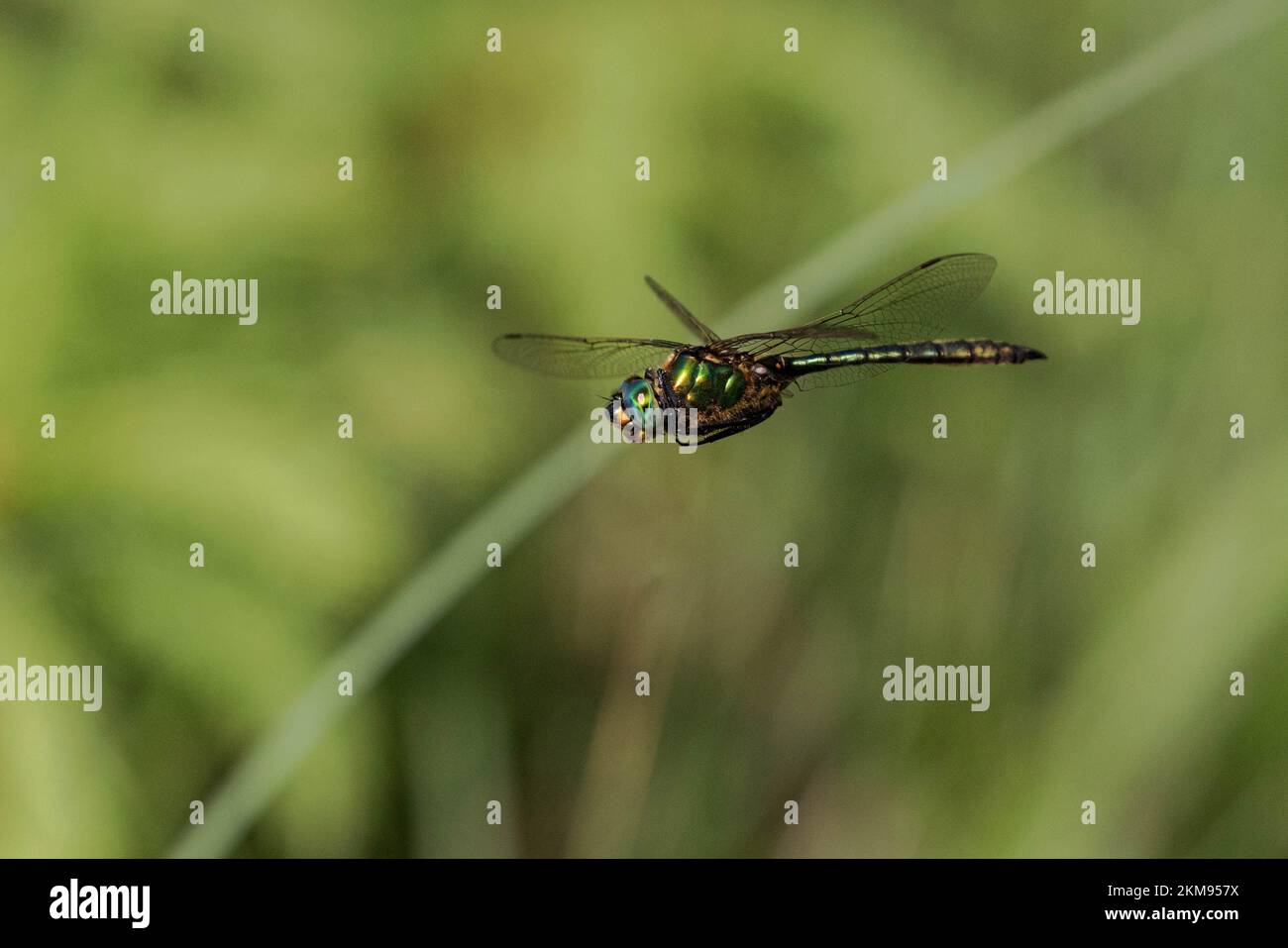 Brilliant emerald dragonfly hovering over a lake in Bavaria Stock Photo ...