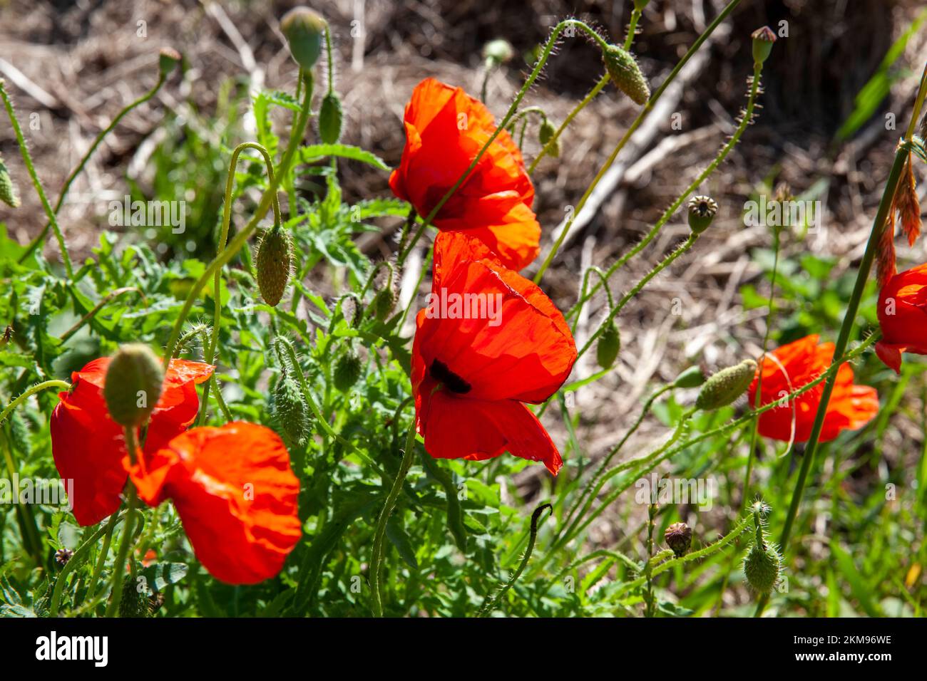 red poppy flower in the spring season, beautiful red poppy flower in ...