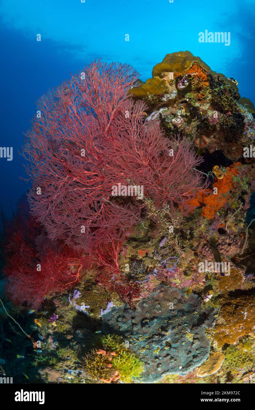 Colorful coral reef in tropical waters Stock Photo - Alamy