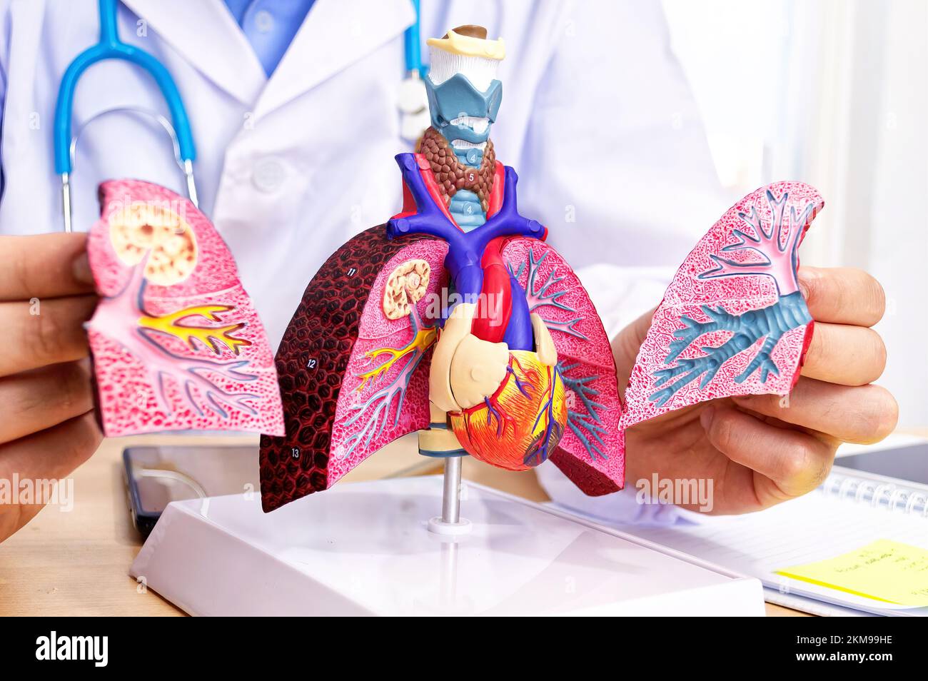 A closeup of the anatomical model of human lungs Stock Photo - Alamy