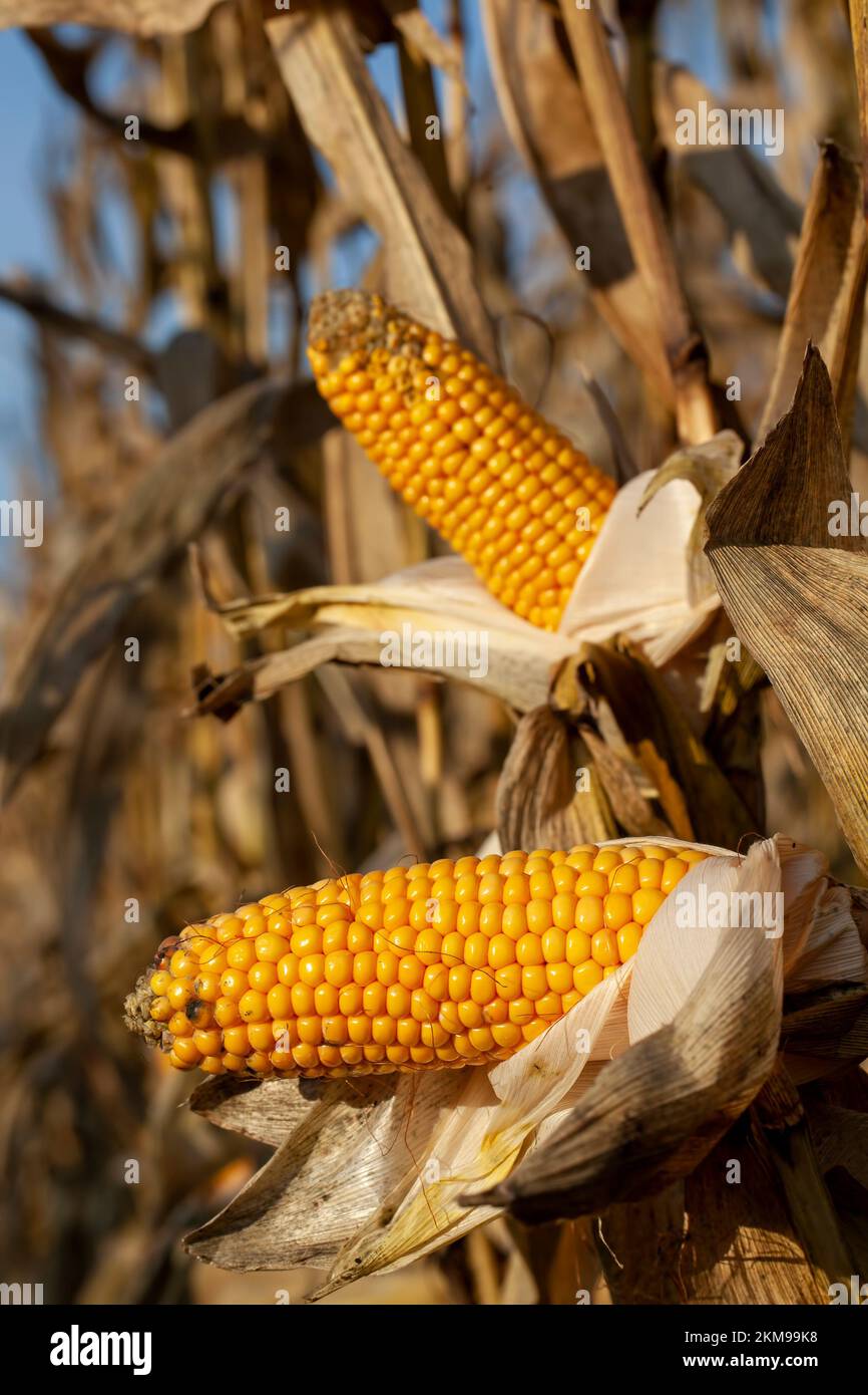 yellow ripe corn fruits in summer, corn cobs in mold and mushroom Stock ...