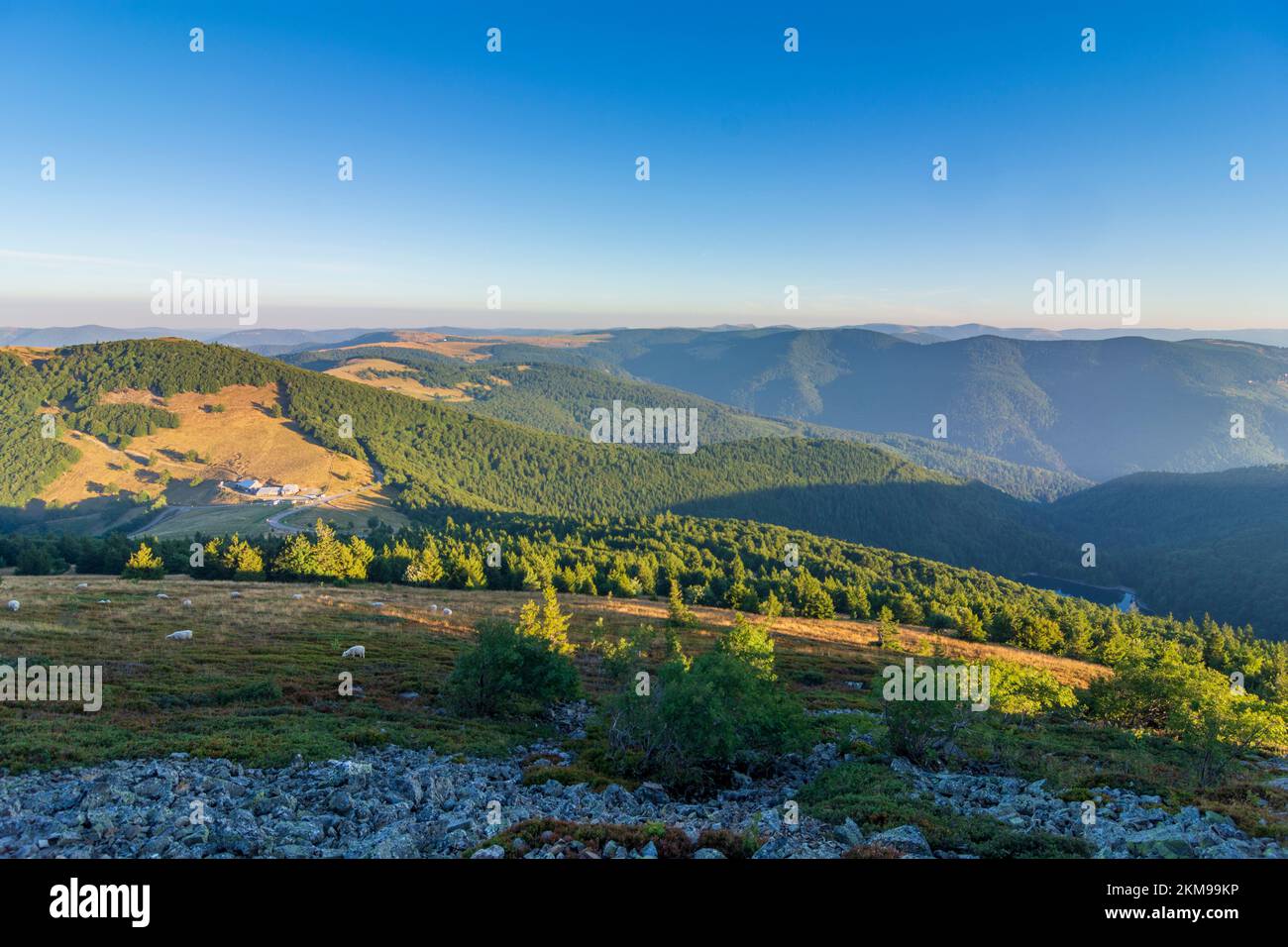 Sheep in alsace elsass hi-res stock photography and images - Alamy