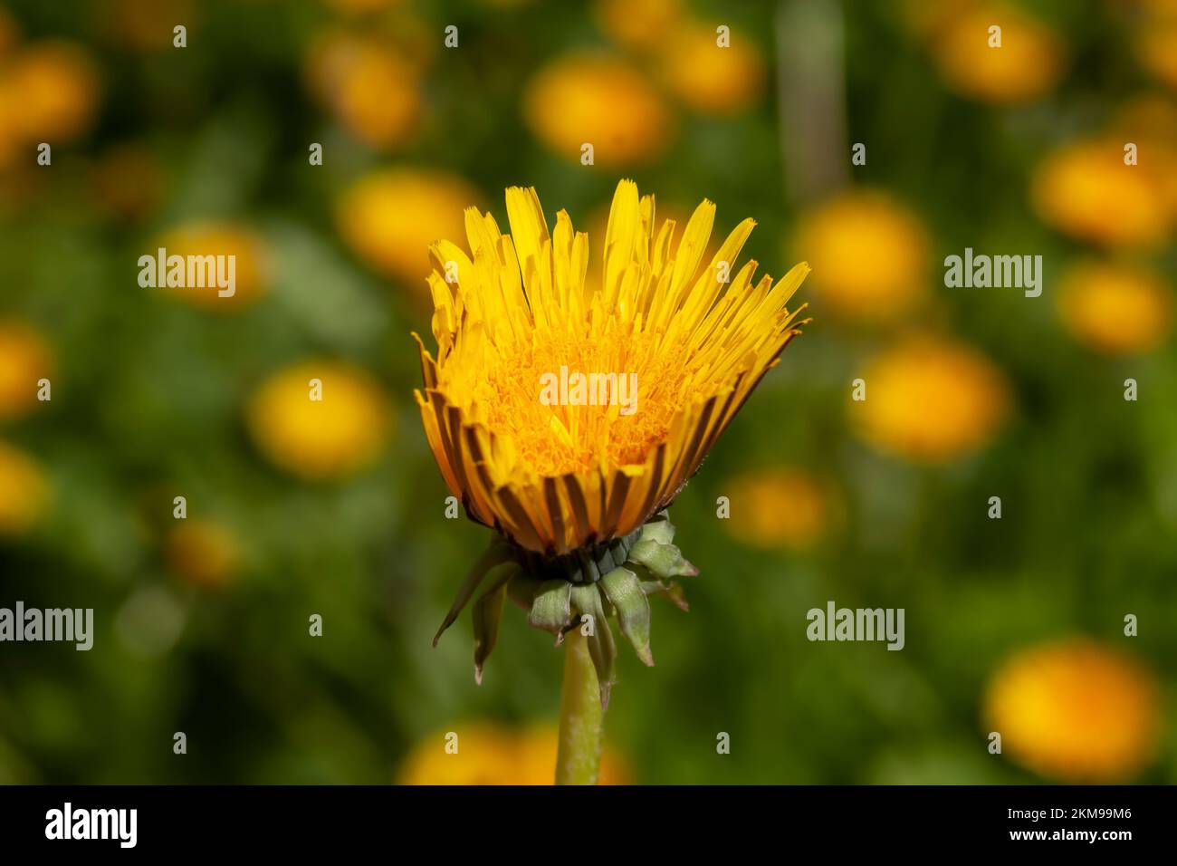 yellow beautiful dandelion flowers with seeds, dandelions with ...